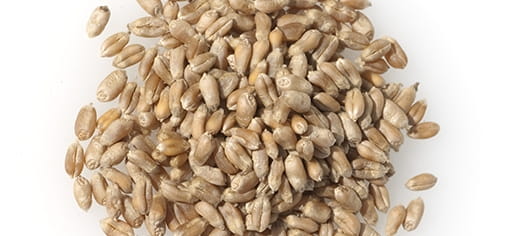 Obiloviny jak je znáte i neznáte